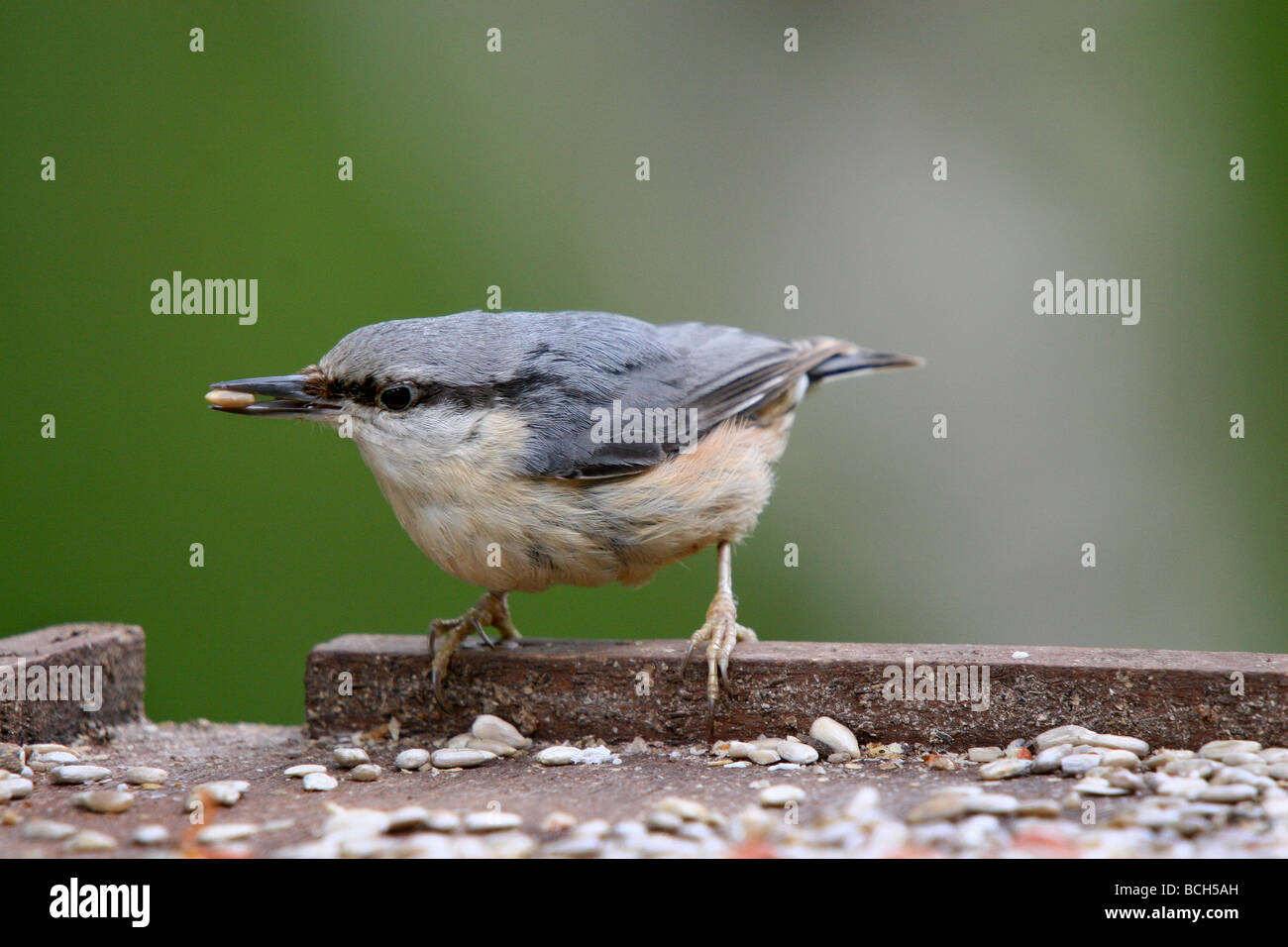 Wild Nuthatch feeding at a table collecting for young birds in nest ...