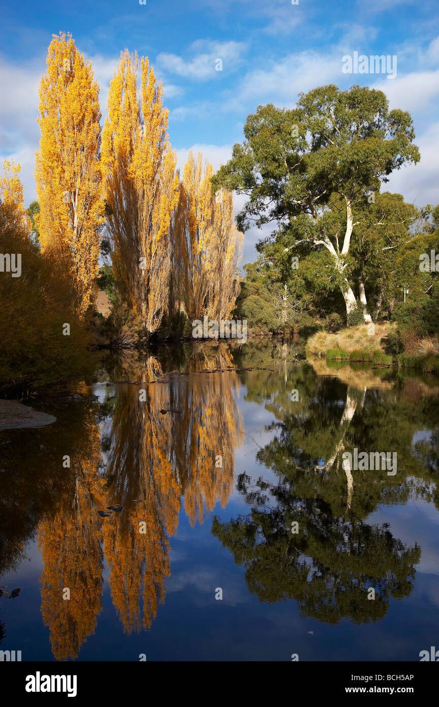 Poplar Trees in Autumn and Thredbo River near Jindabyne Snowy Mountains ...