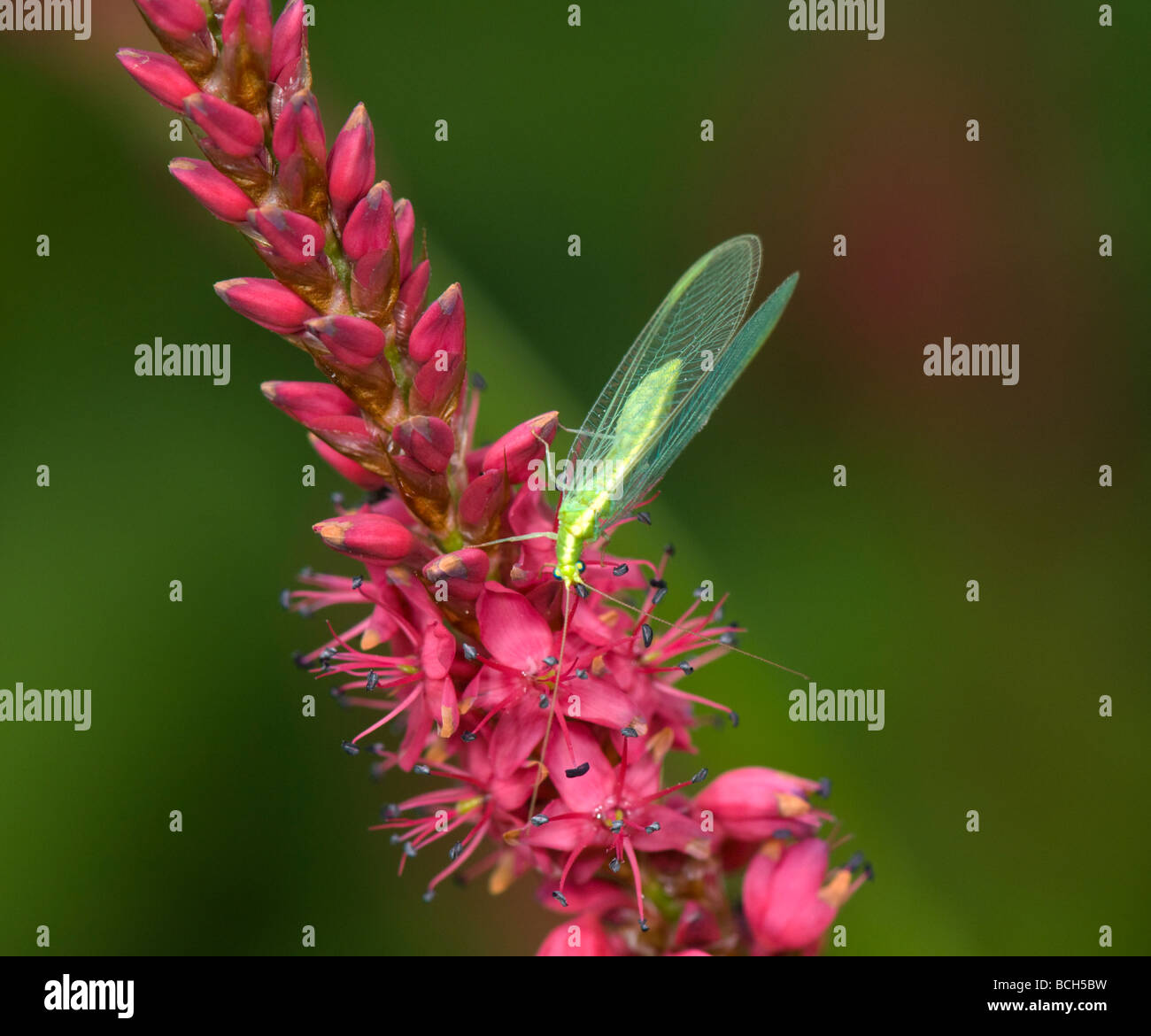 Common green lacewing (Chrysoperla carnea), France Stock Photo - Alamy