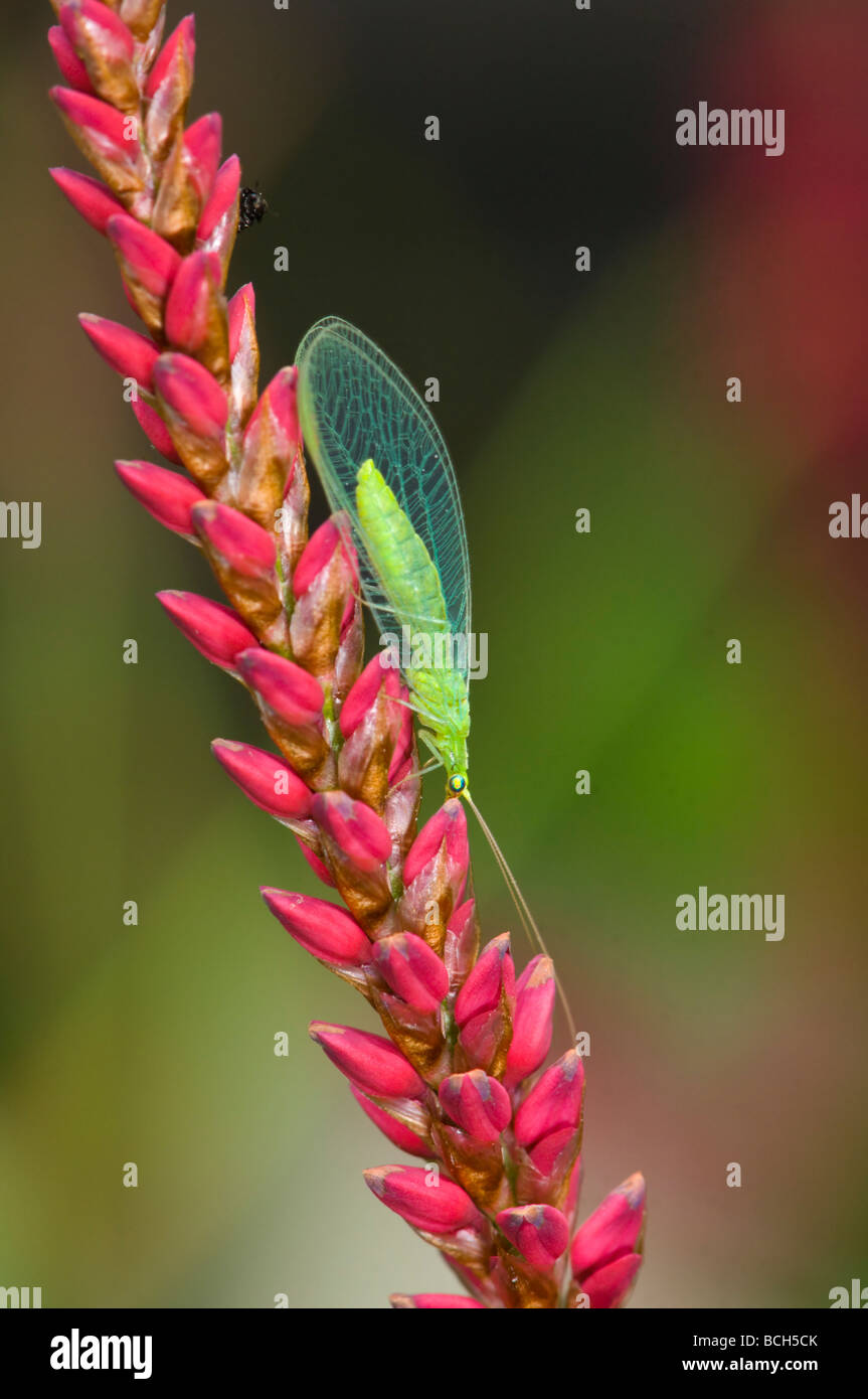 Common Green Lacewing (Chrysoperla carnea), France Stock Photo - Alamy