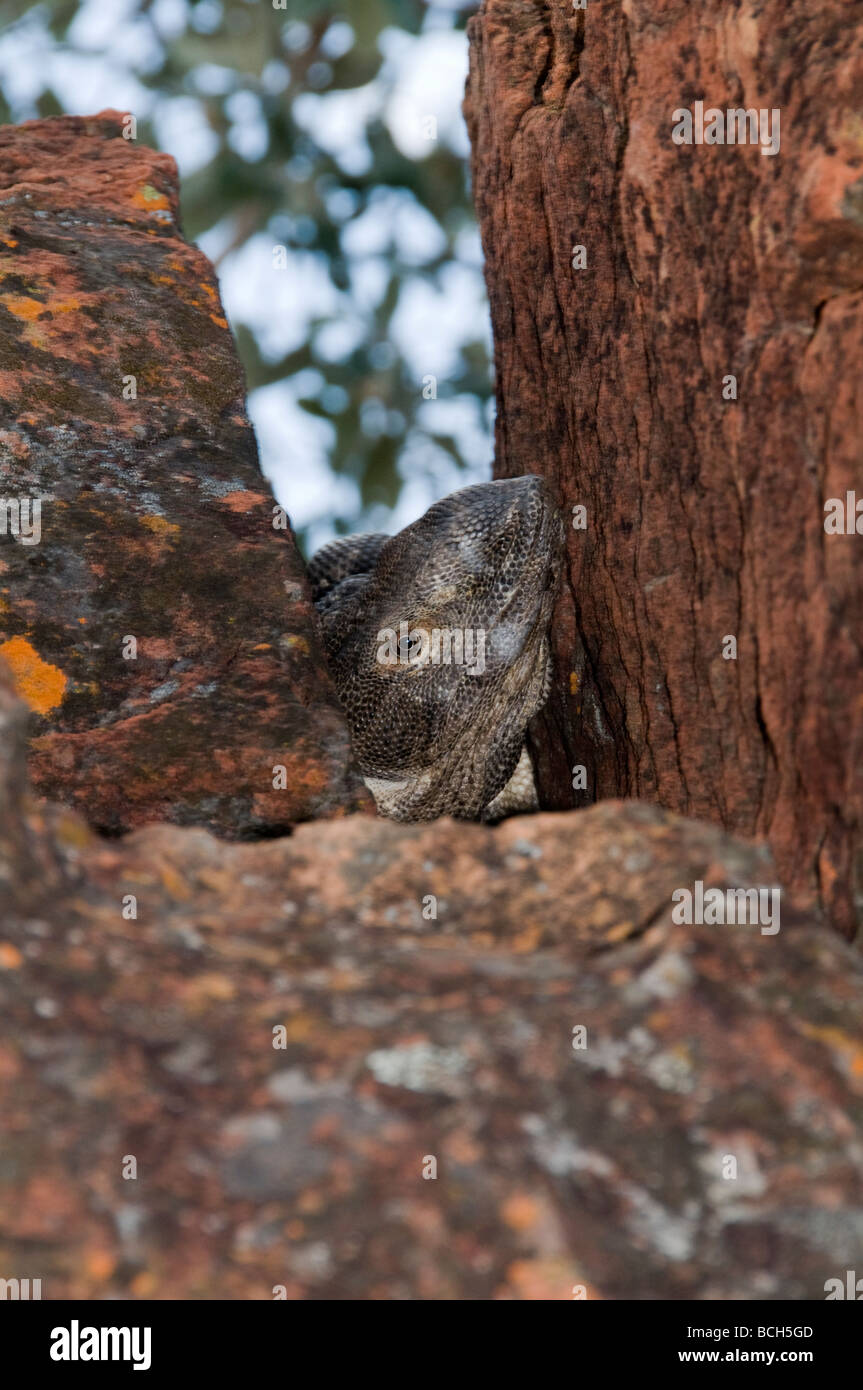 Rock and lizard hi-res stock photography and images - Alamy