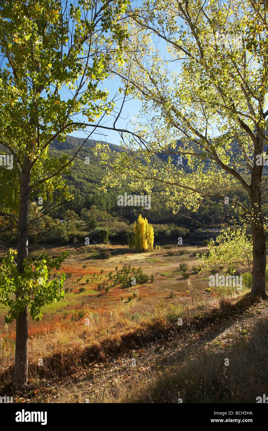 Poplar Tree High Resolution Stock Photography and Images - Alamy