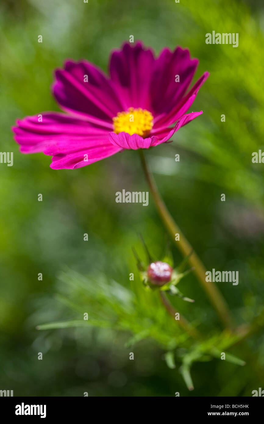 Cosmos hot pink hi-res stock photography and images - Alamy