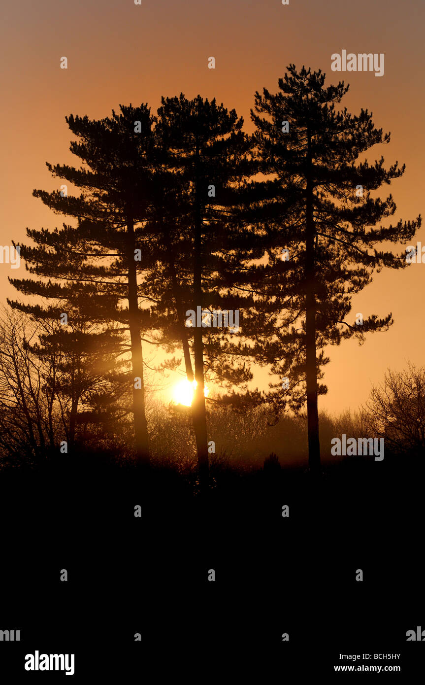 Sunrise with pine trees hi-res stock photography and images - Alamy