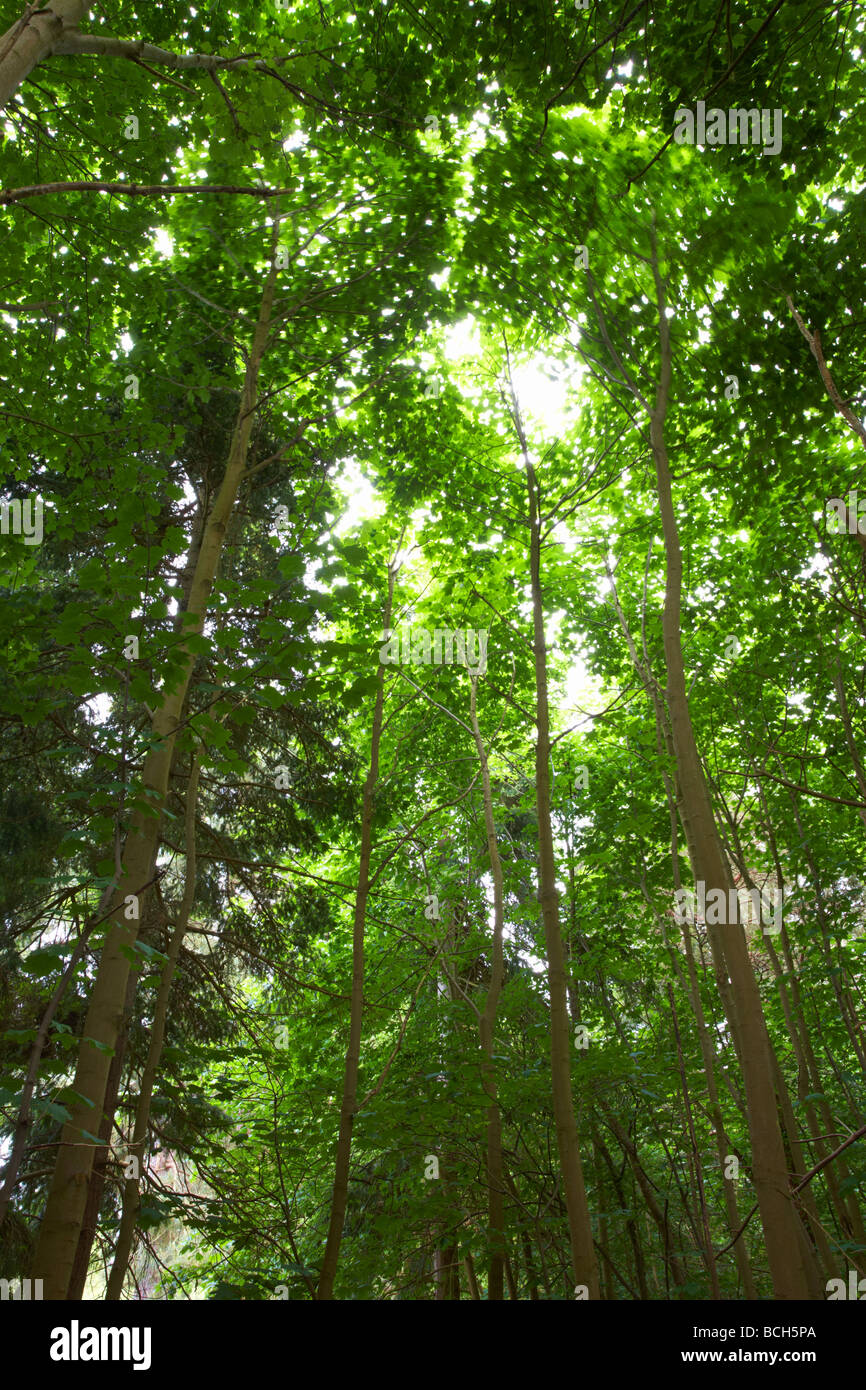 Suffolk Woodland High Resolution Stock Photography and Images - Alamy