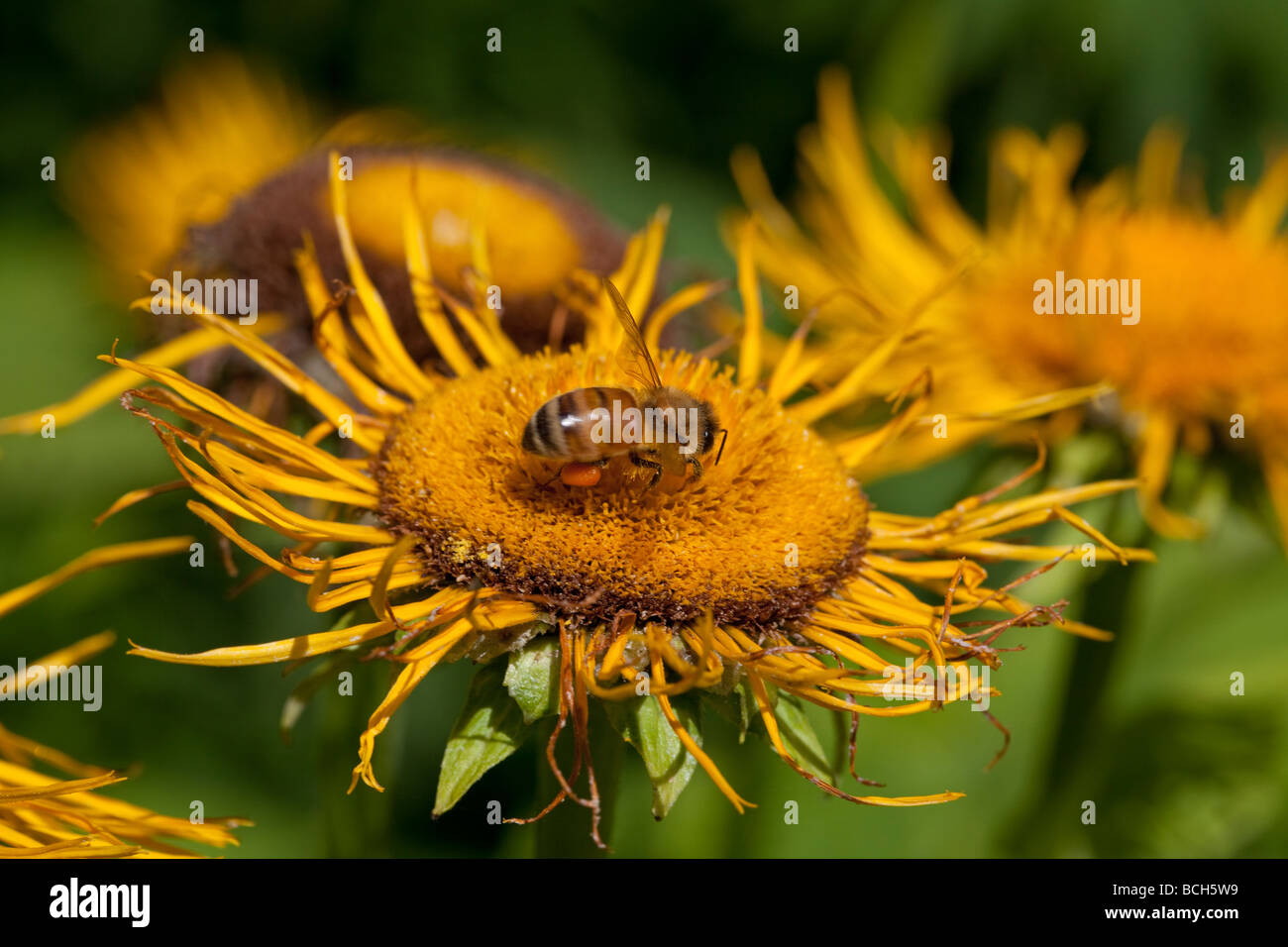 Bee gathering pollen on a birght yellow Inula Stock Photo - Alamy