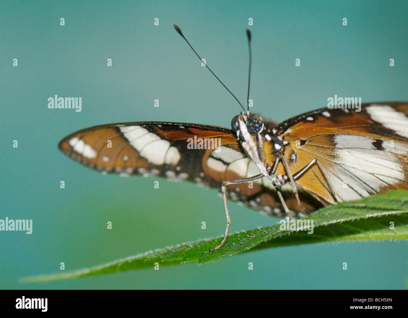 Tropical butterfly house hi-res stock photography and images - Alamy