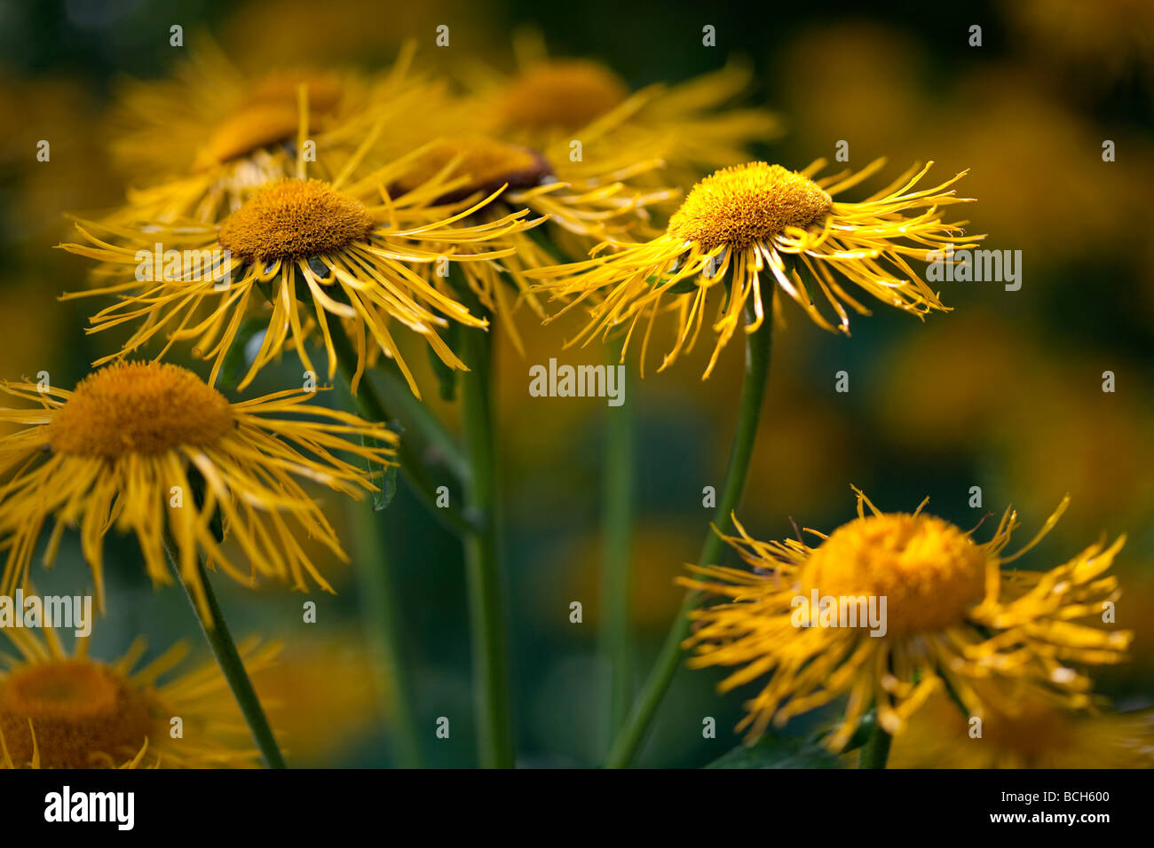 Inula garden border hi-res stock photography and images - Alamy