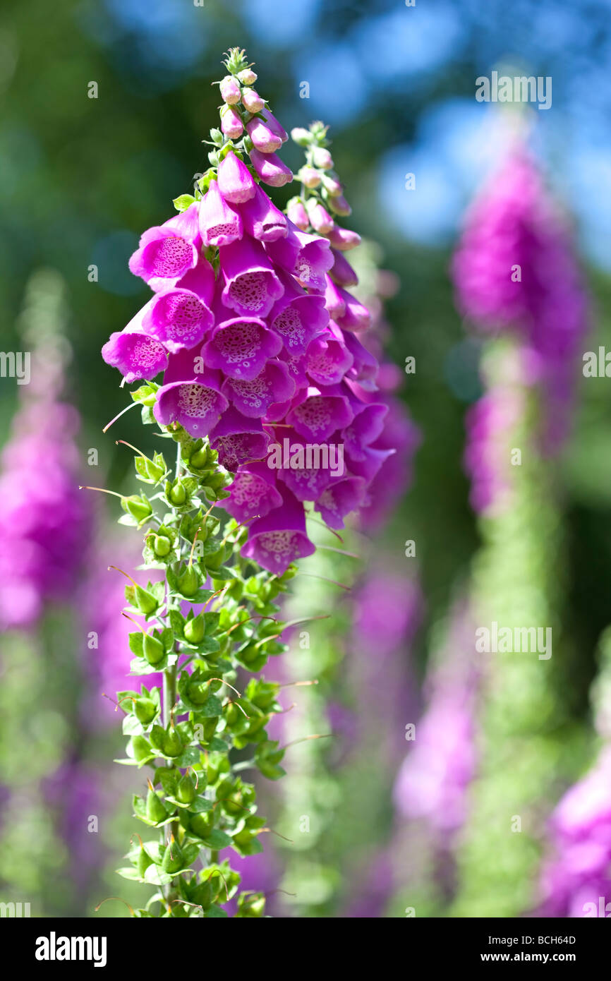 Portrait format foxgloves hi-res stock photography and images - Alamy