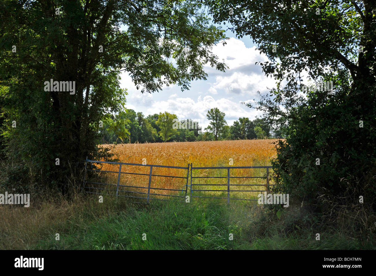 French cornfield hi-res stock photography and images - Alamy