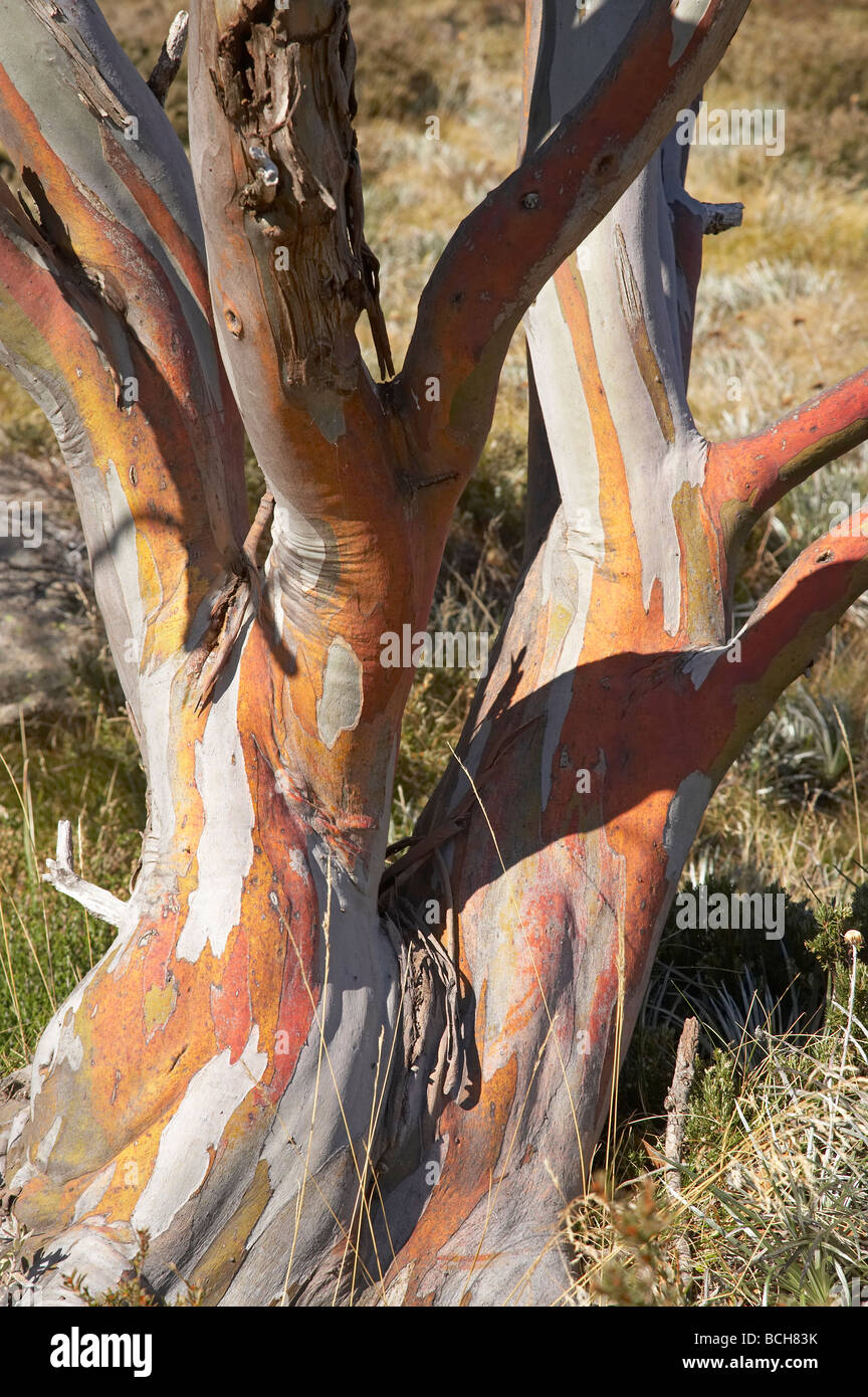 Snow Gums Charlotte Pass Kosciuszko National Park Snowy Mountains New ...