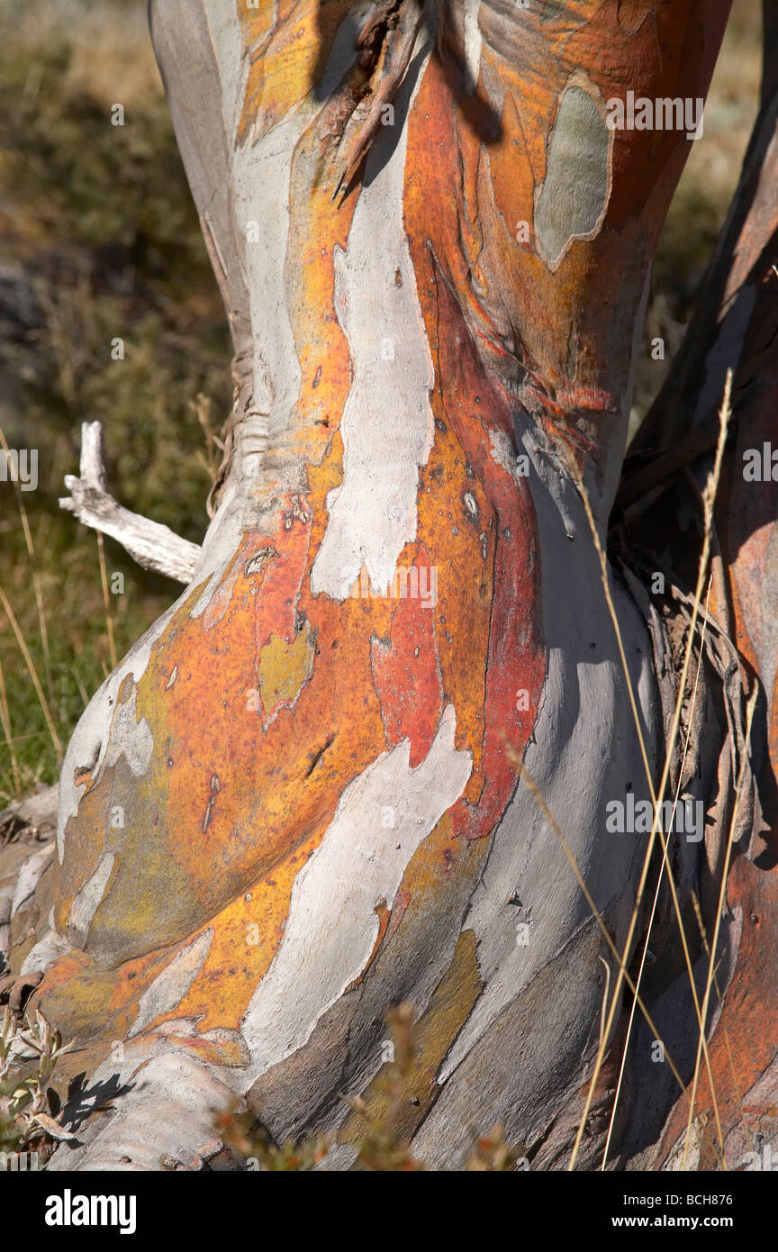 Alpine snow gum eucalyptus hi-res stock photography and images - Alamy