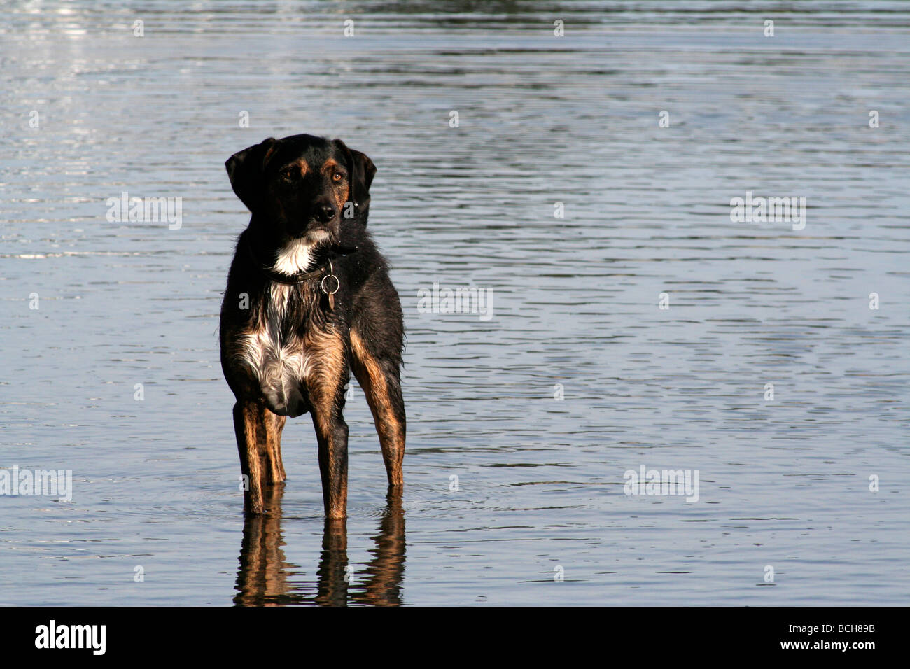 Dog standing in sea hi-res stock photography and images - Alamy