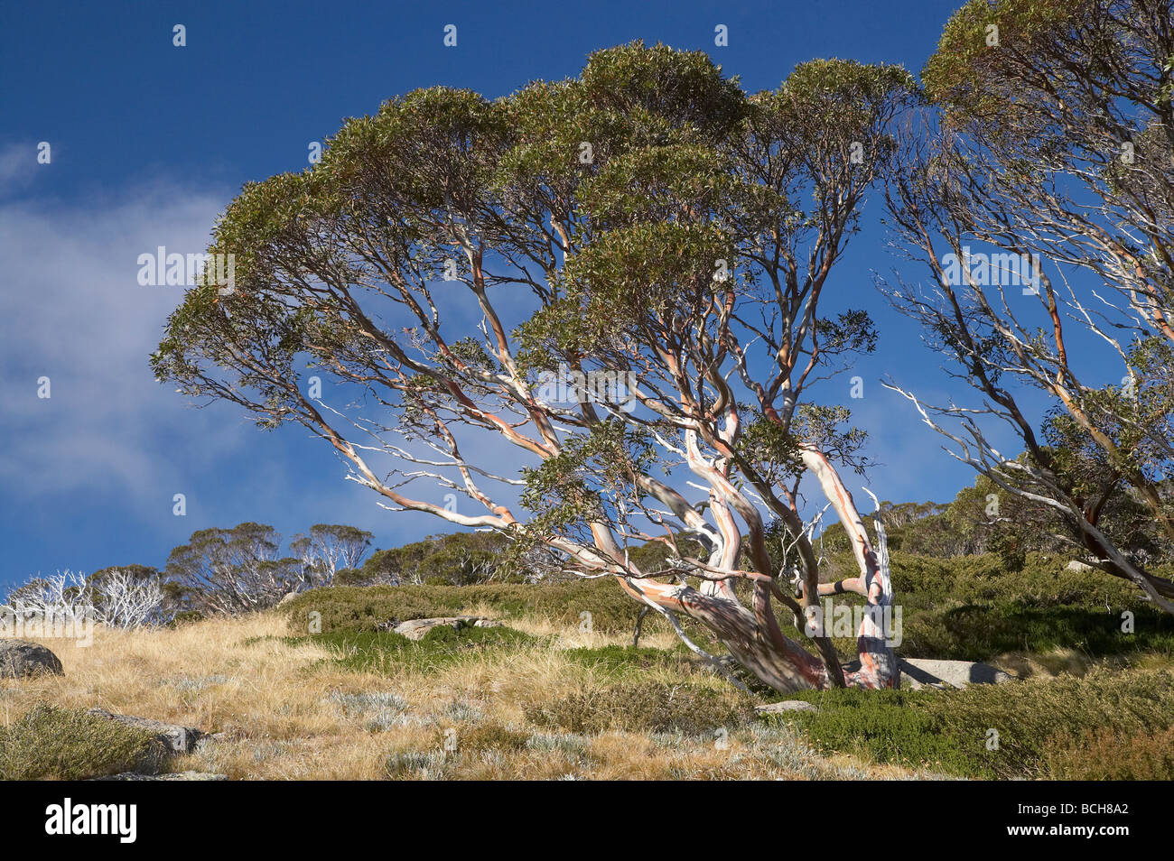 Alpine snow gum eucalyptus hi-res stock photography and images - Alamy