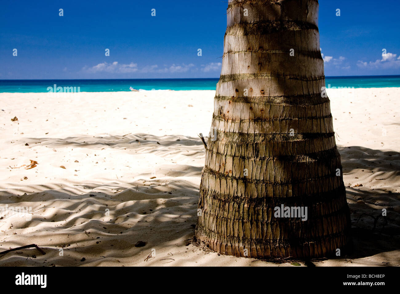 The trunk of a large palm tree on the white sandy beaches of Playa ...