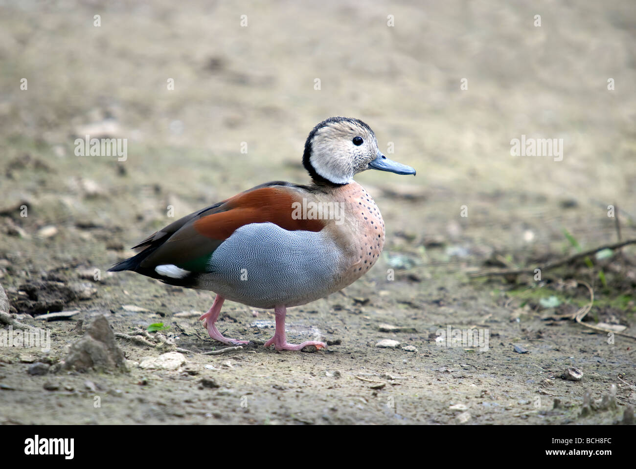 Ringed Teal Drake sometimes referred to as a Perching duck from South ...