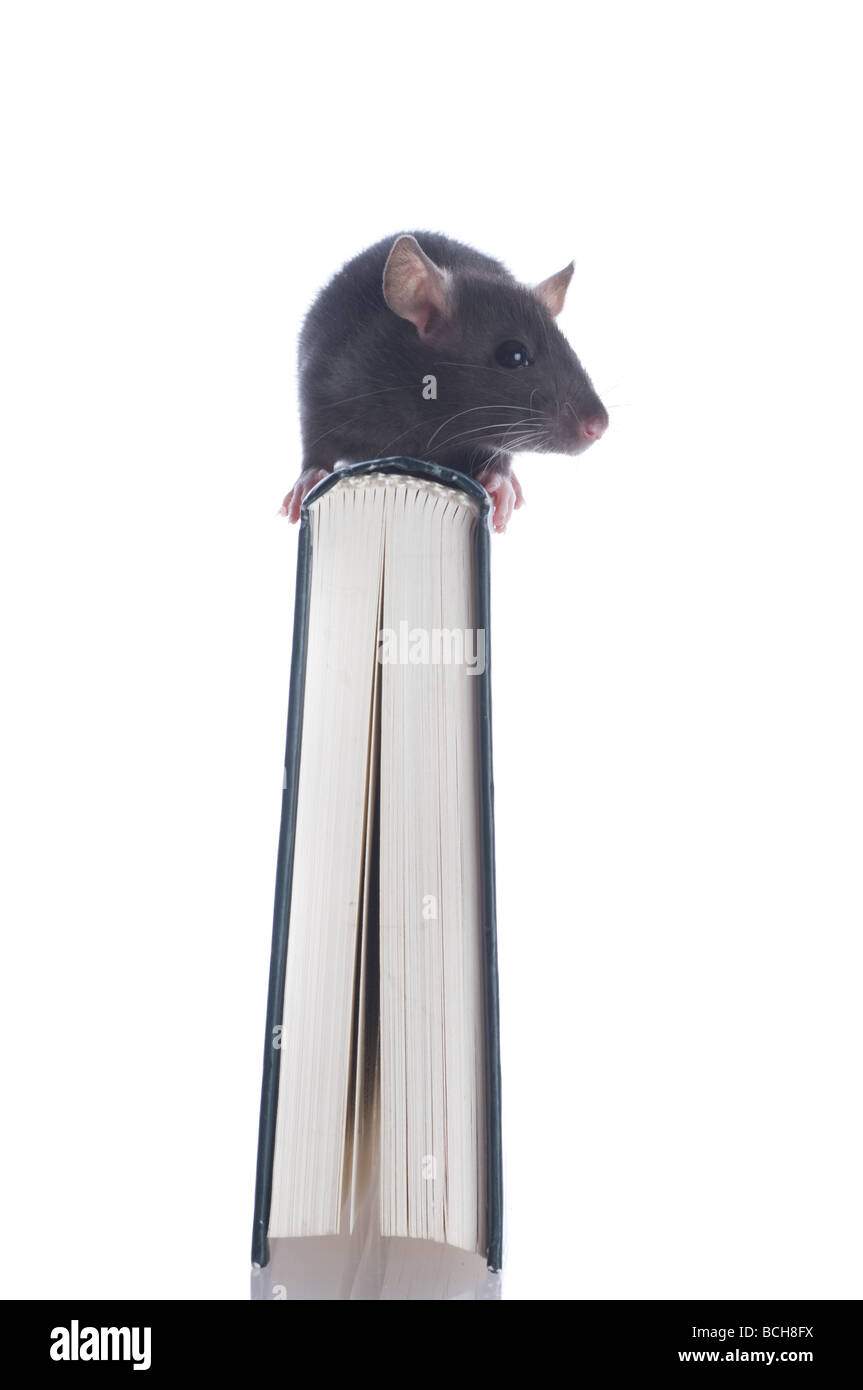 small rat on white isolated Stock Photo - Alamy