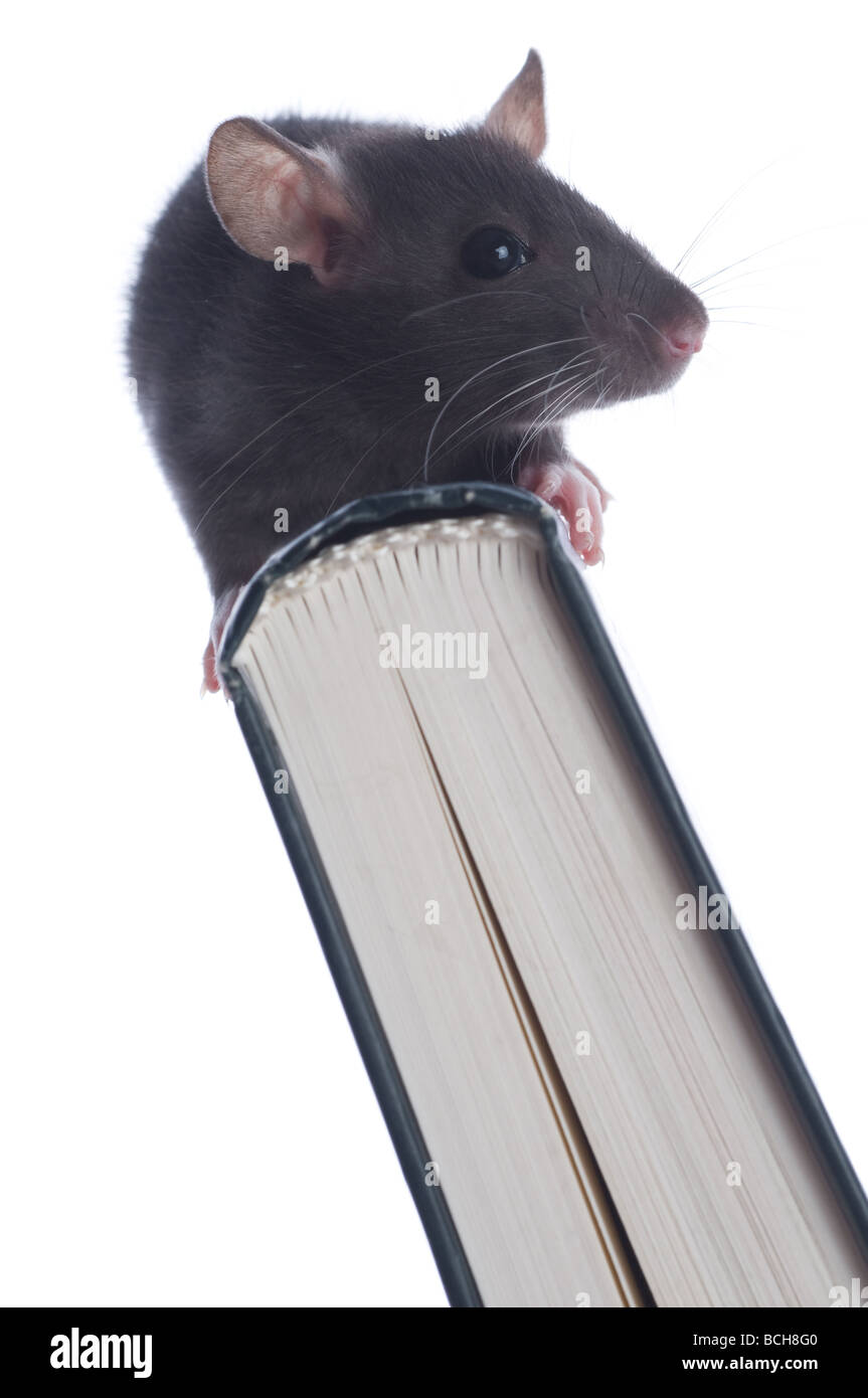 small rat on white isolated Stock Photo - Alamy