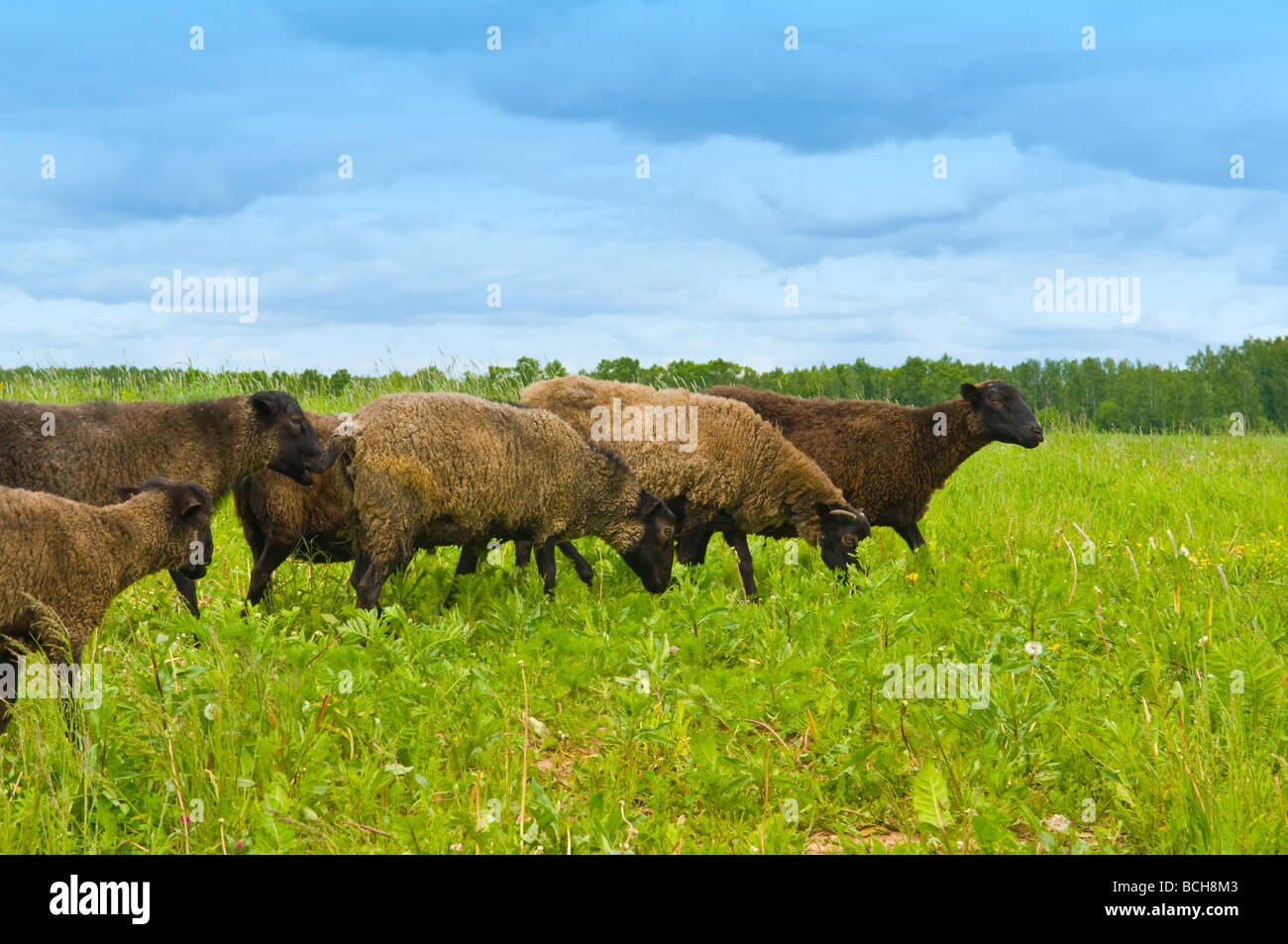Sheep on the landscape Stock Photo - Alamy