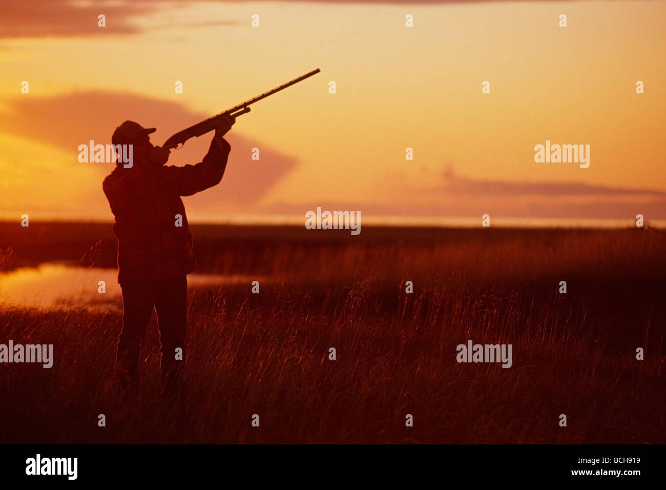 Duck hunter with shotgun sunset Southcentral Alaska Stock Photo - Alamy