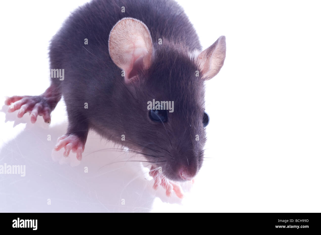 small rat on white isolated Stock Photo - Alamy