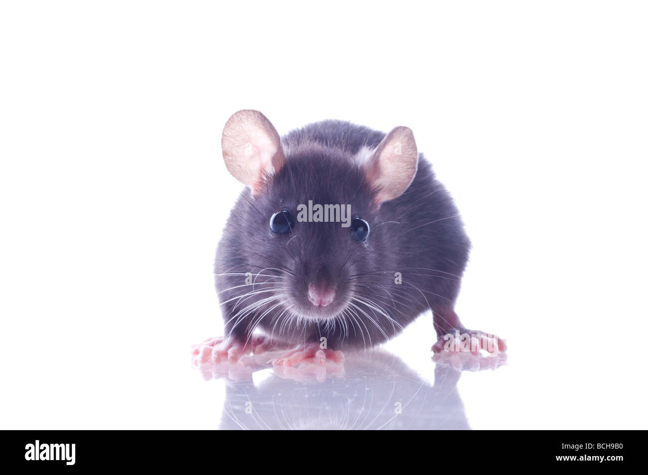 small rat on white isolated Stock Photo - Alamy
