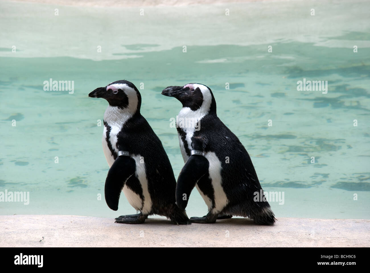 Black footed penguins at London Zoo England UK Stock Photo - Alamy