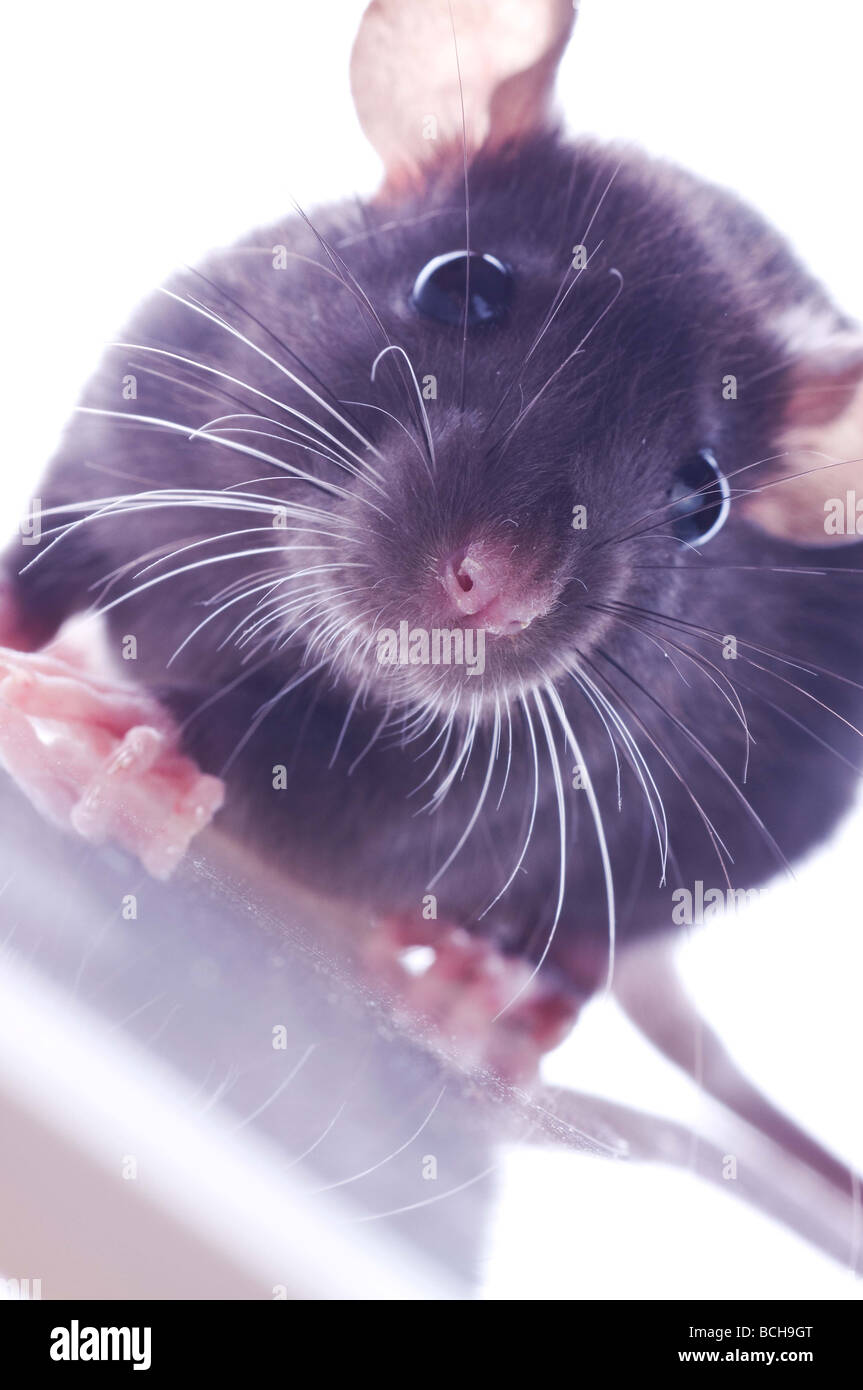 small rat on white isolated Stock Photo - Alamy