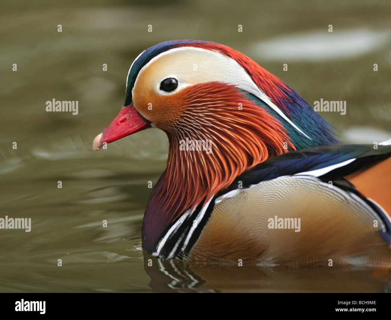 Clourful head hi-res stock photography and images - Alamy