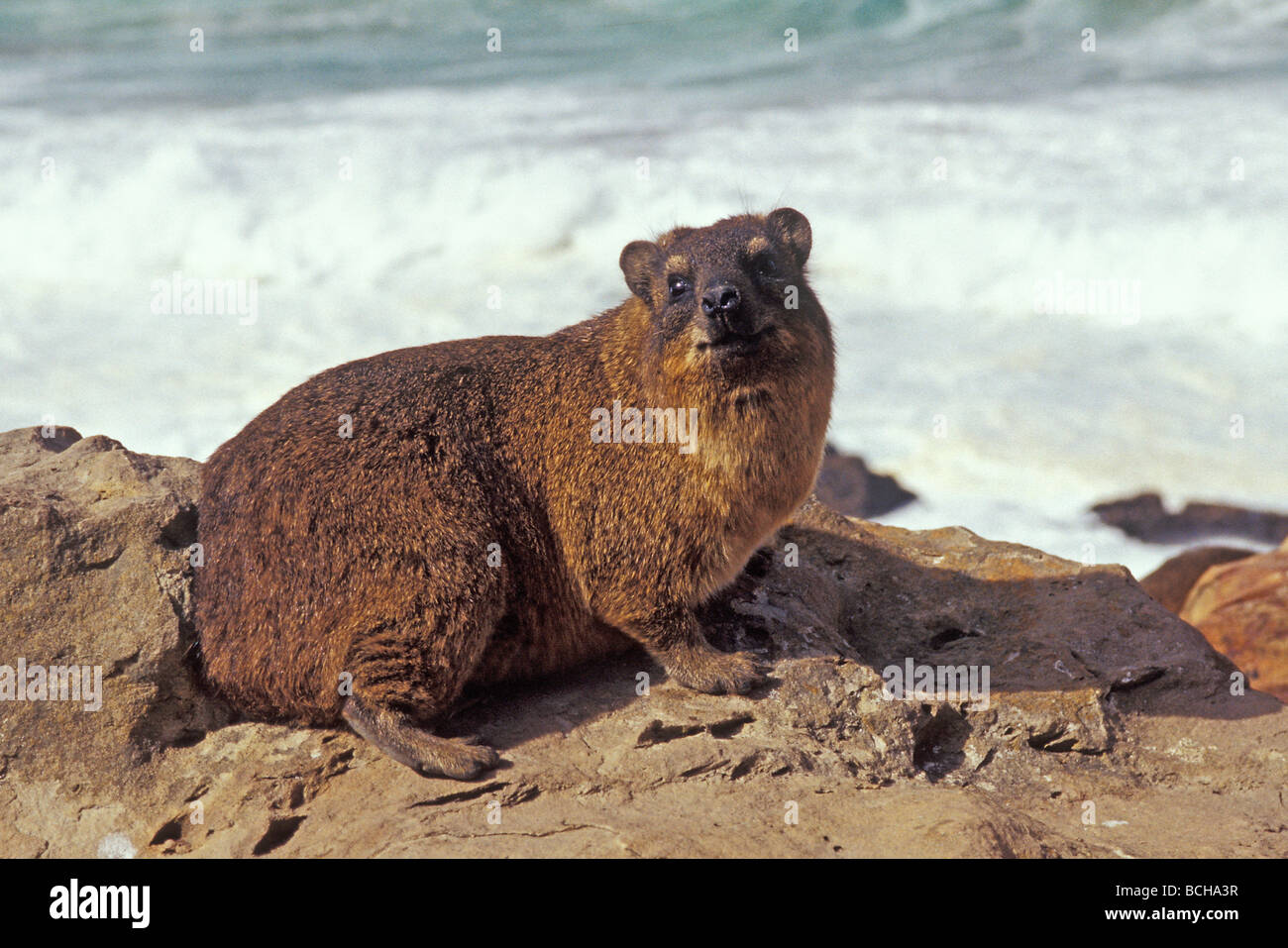 Rock Hyrax Cape Hyrax Procavia capensis Western Cape Province South ...