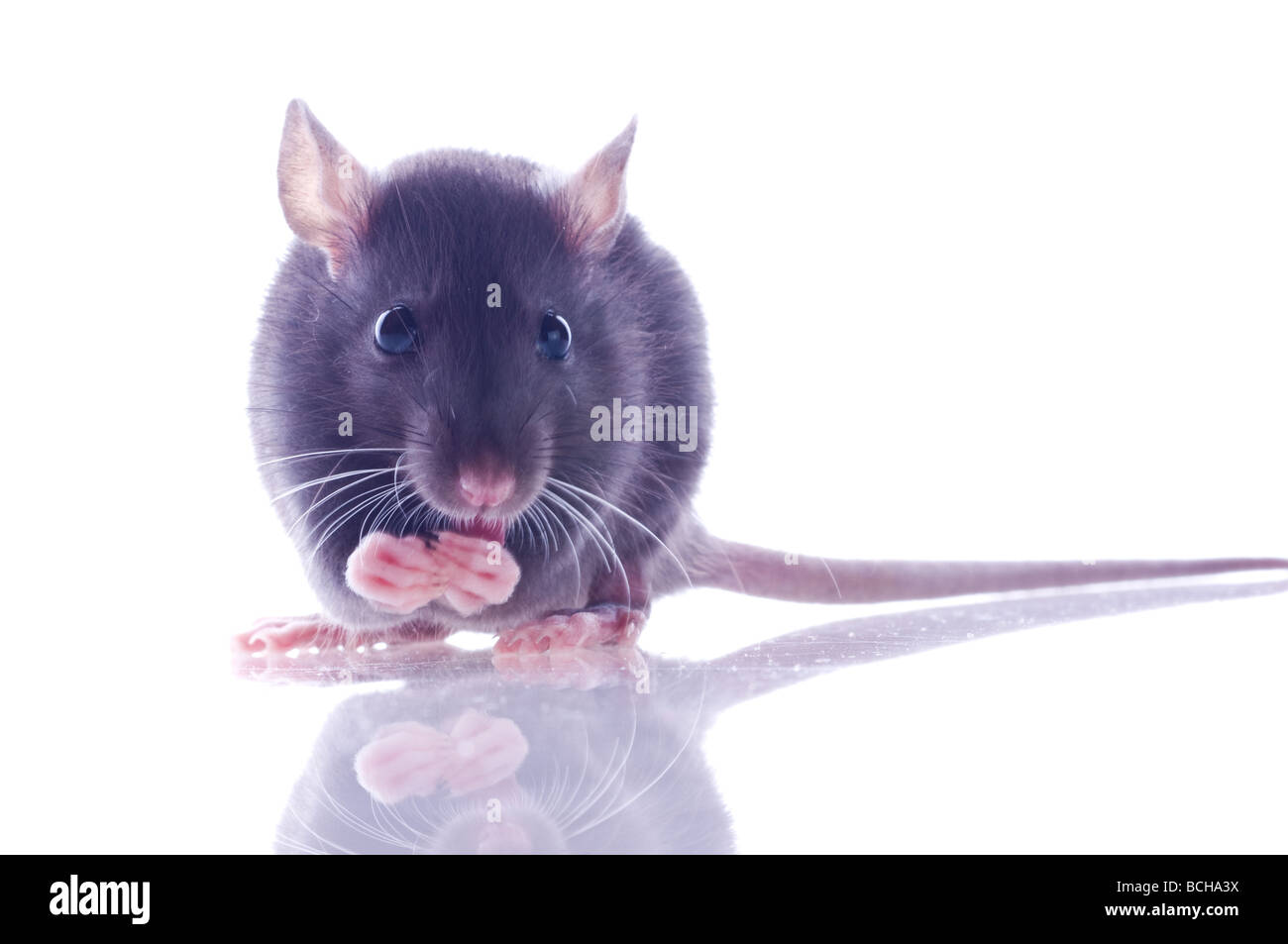 small rat on white isolated Stock Photo - Alamy
