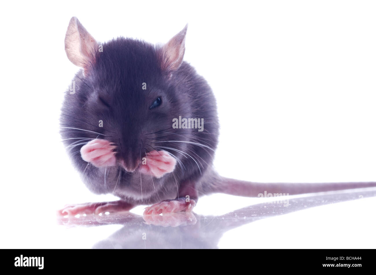 small rat on white isolated Stock Photo - Alamy