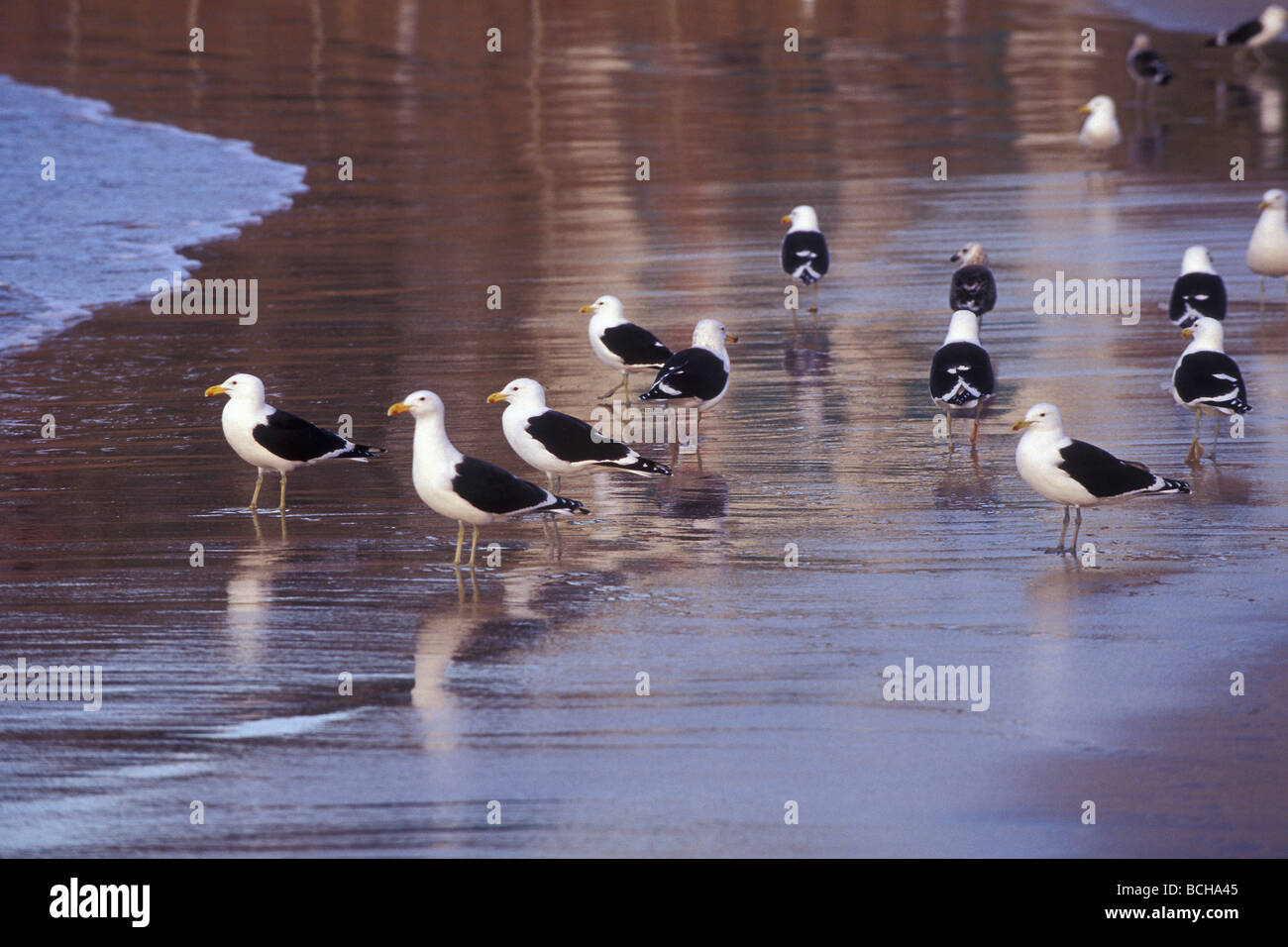 Kelp Gull Cape Gull on Beach Larus vetula Larus dominicanus Mossel Bay ...