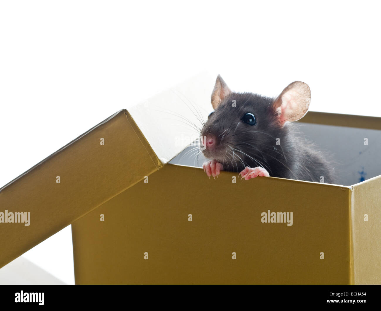 small rat on white isolated Stock Photo - Alamy