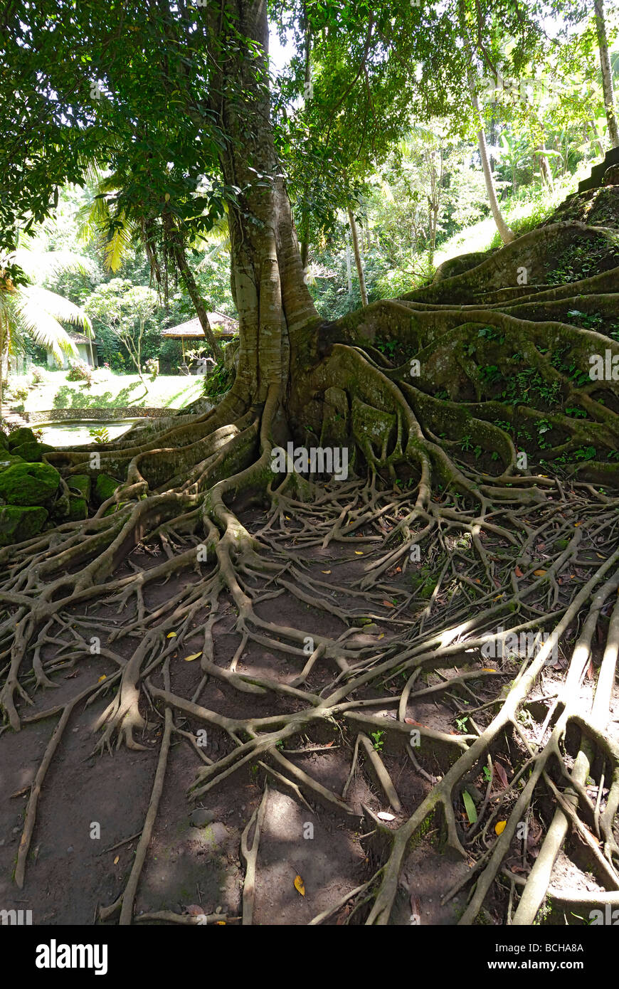 Roots Banyan Tree Bali Indonesia Stock Photo - Alamy