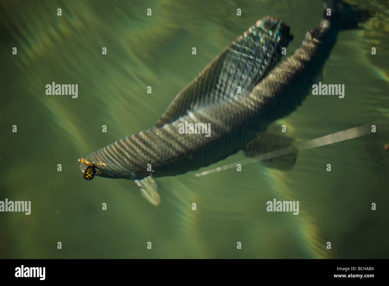 Arctic grayling hi-res stock photography and images - Alamy