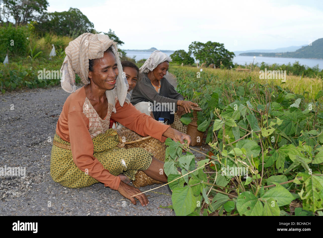 Farmers on Pantar Island Alor Archipelago Lesser Sunda Islands ...