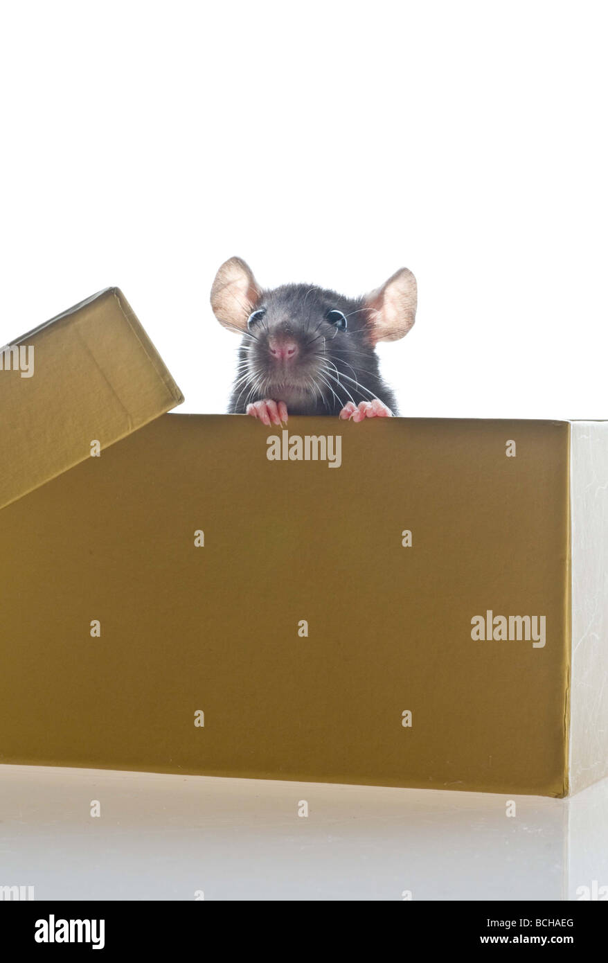Rat box hi-res stock photography and images - Alamy