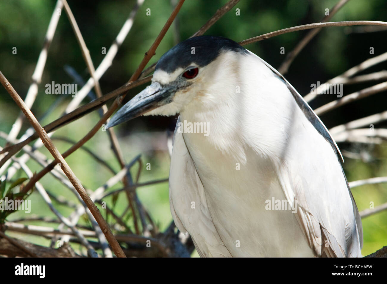 Black crowned Night Heron Nycticorax nycticorax Stock Photo - Alamy