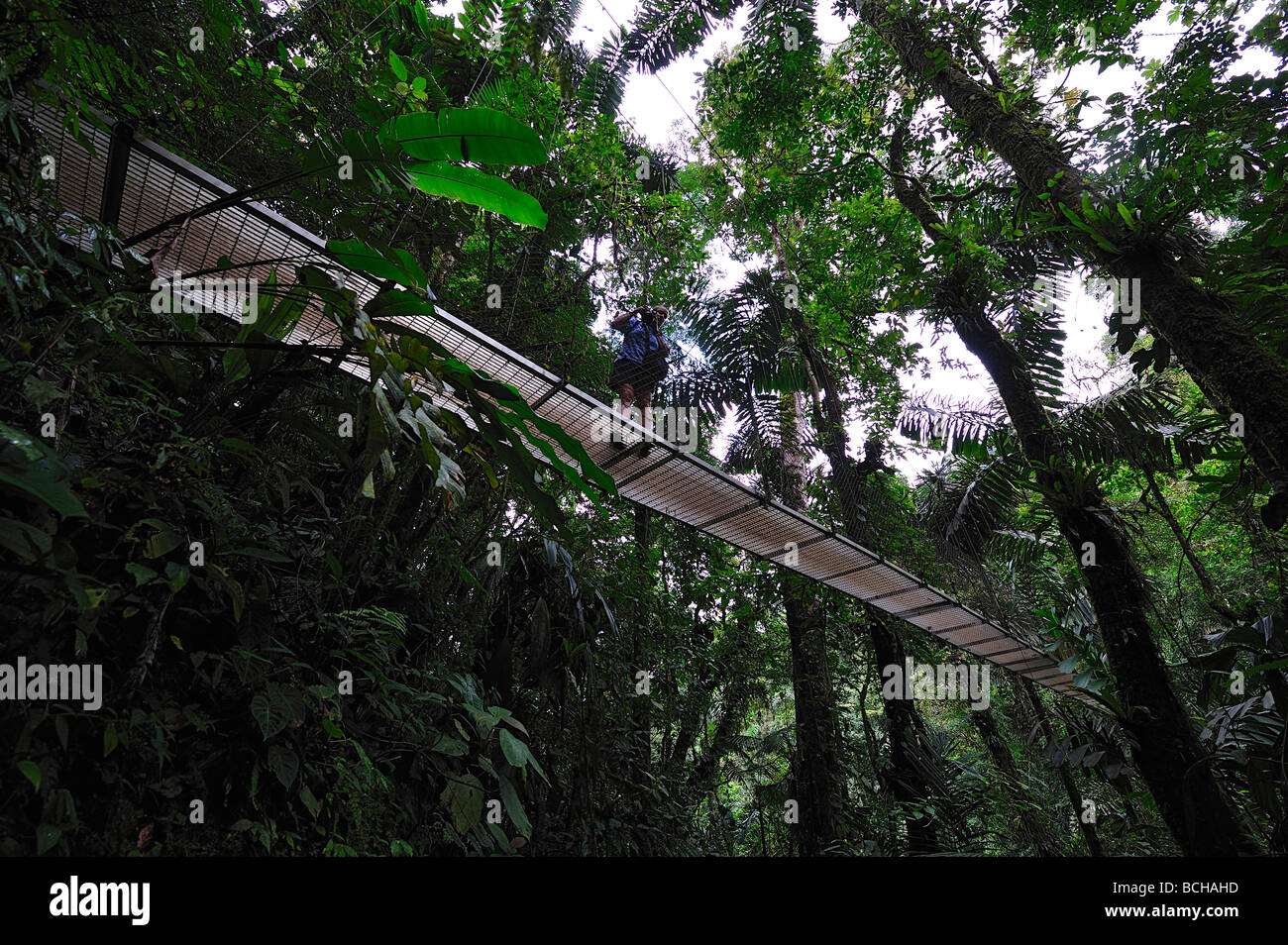 Arenal Hanging Bridge in Rainforest Central America Costa Rica Stock ...
