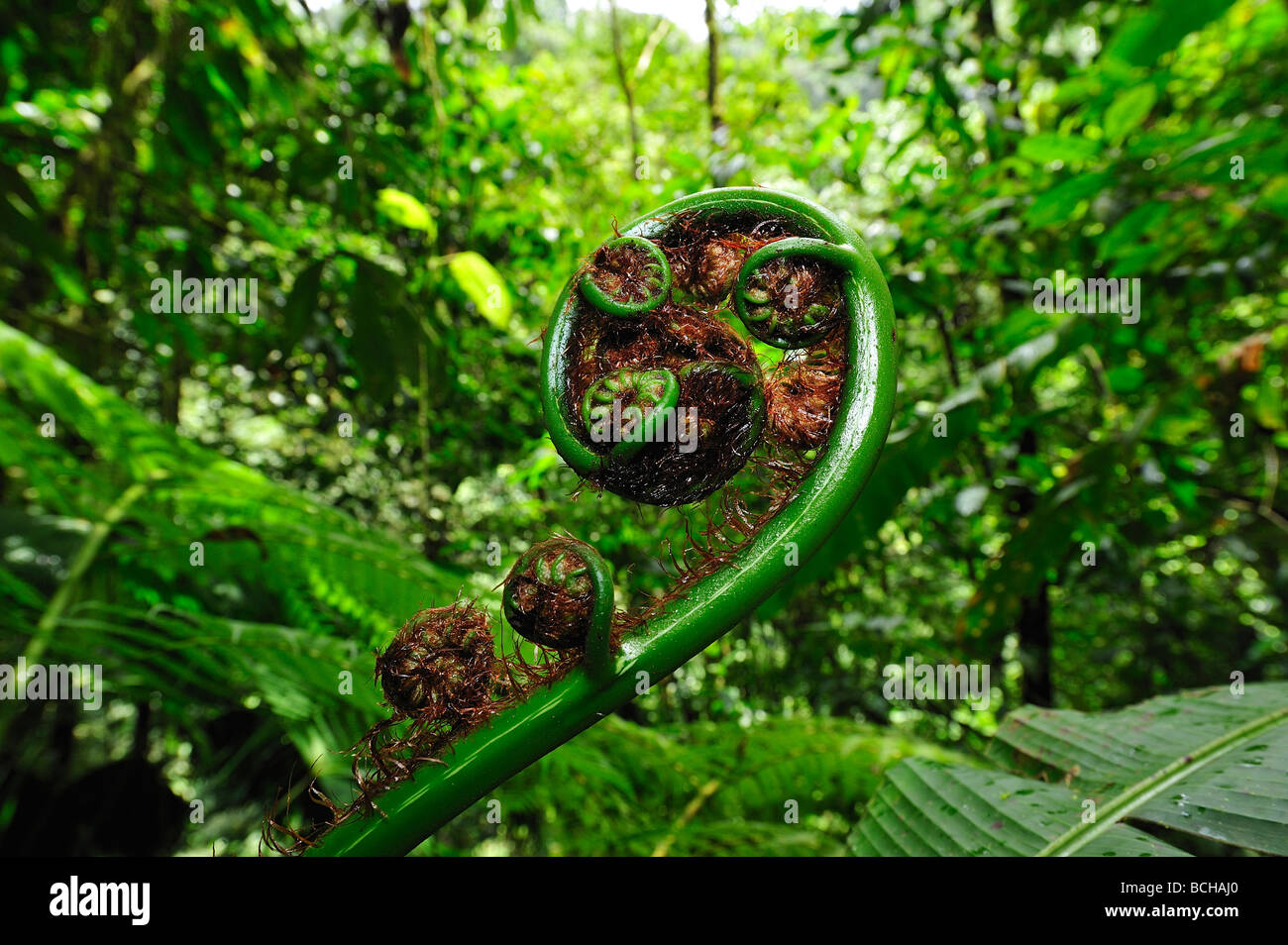 Vegetation in Rainforest Central America Costa Rica Stock Photo - Alamy