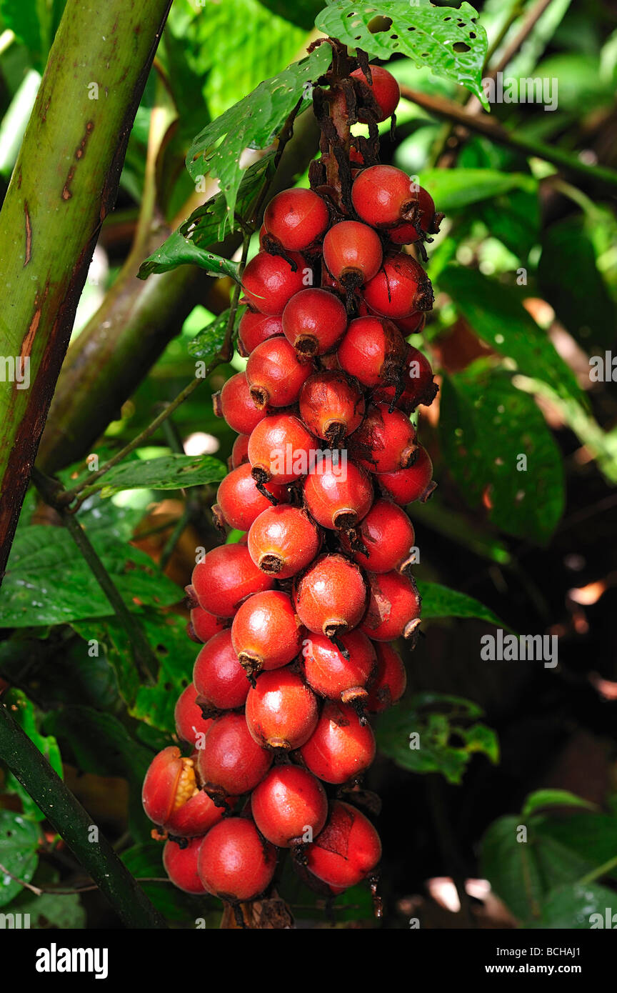 Coffe Beans on Tree Central America Costa Rica Stock Photo - Alamy