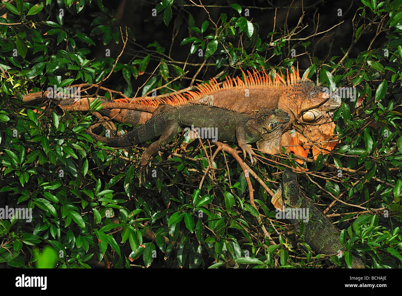Green Iguana Male and Female Iguana iguana rhinolopha National Park ...