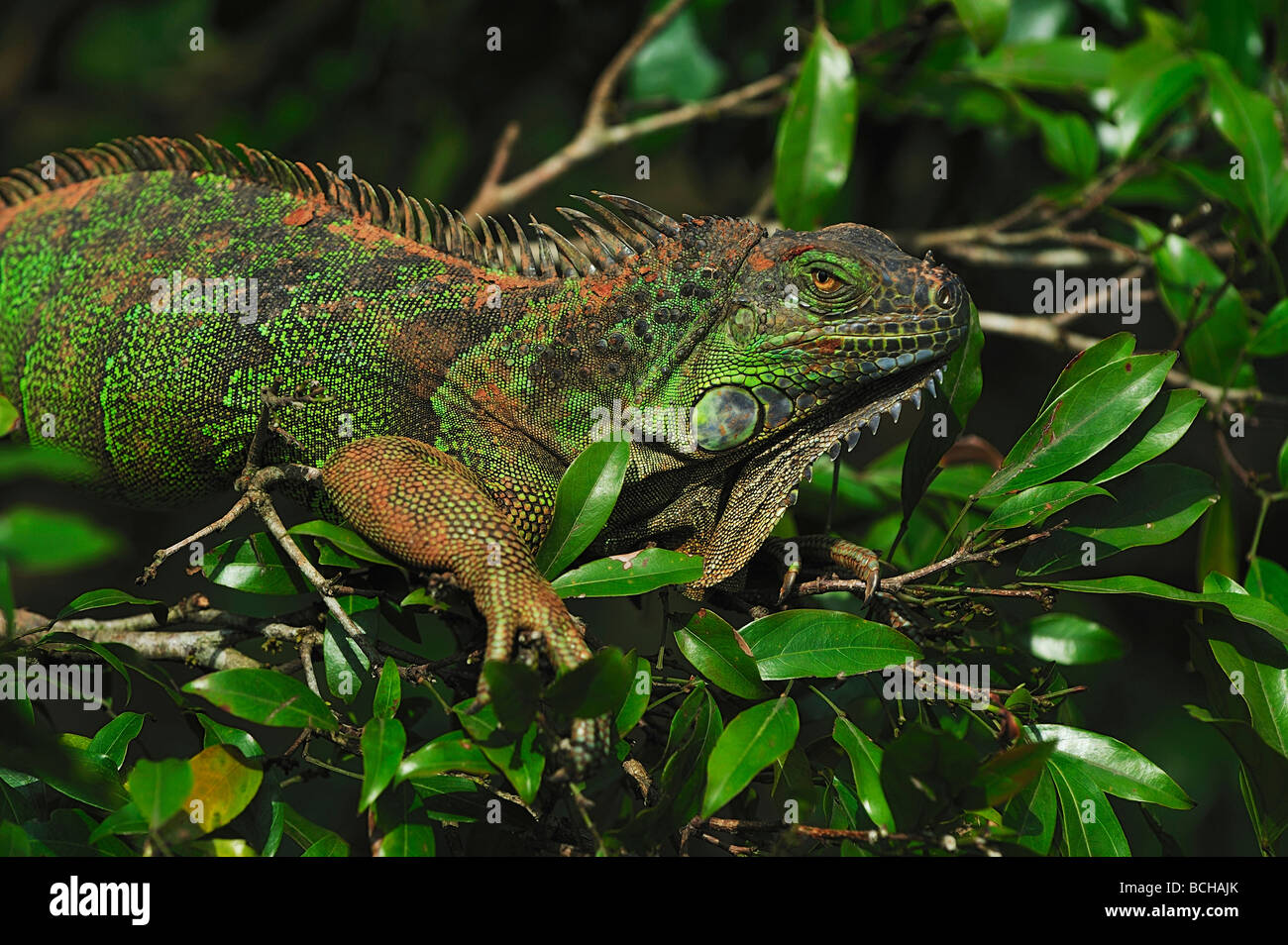 Green Iguana Iguana iguana rhinolopha National Park Cano Negro Costa ...