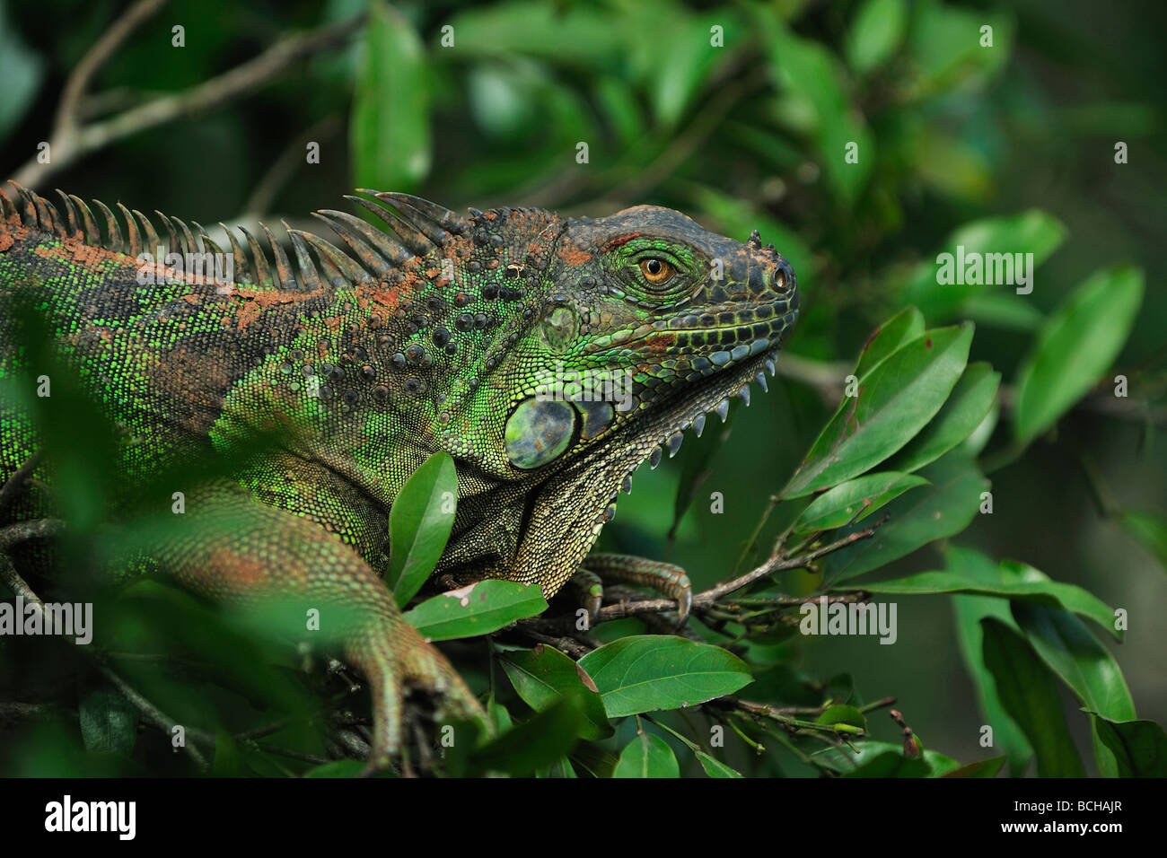 Green Iguana Iguana iguana rhinolopha National Park Cano Negro Costa ...
