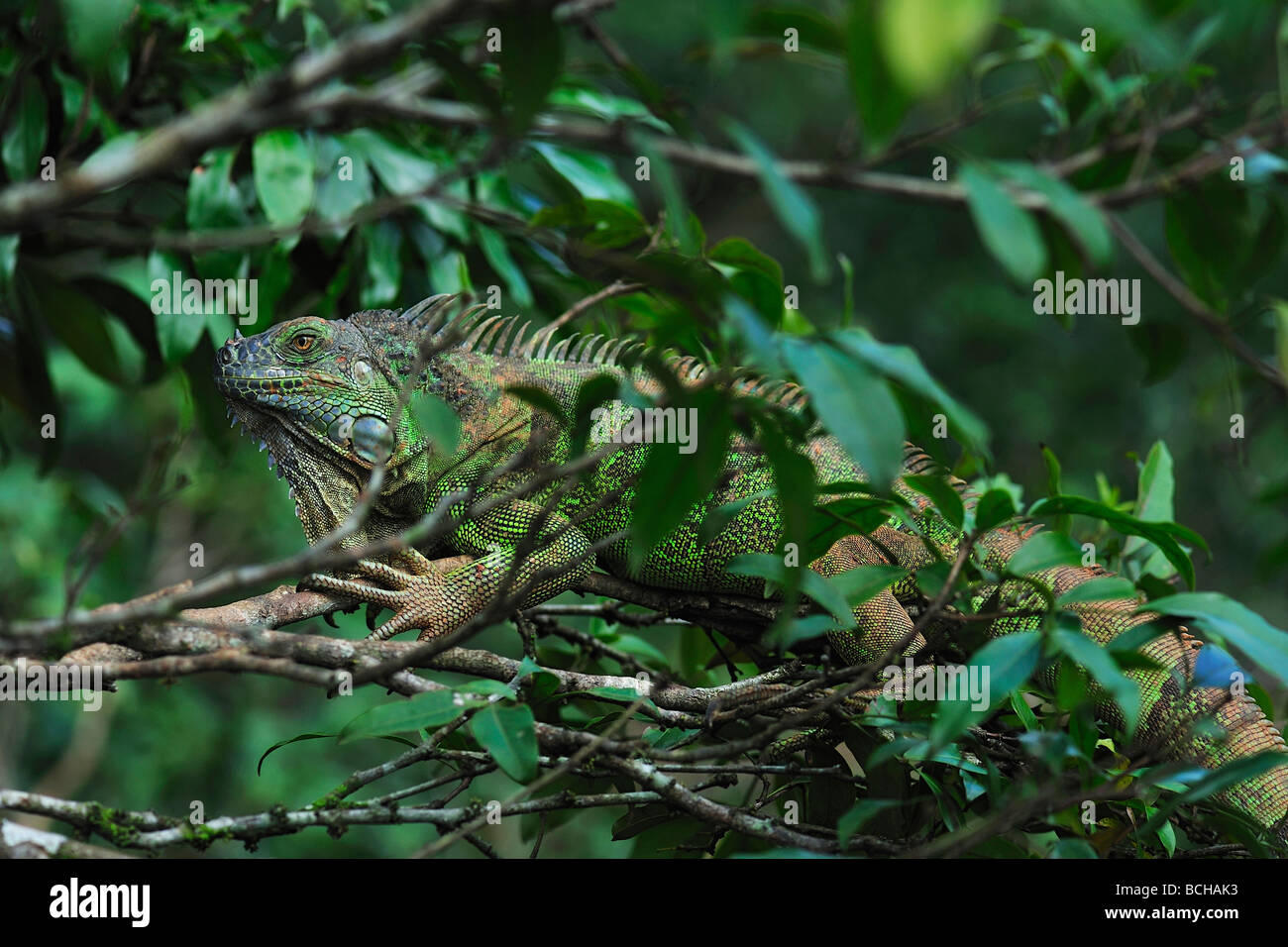 Green Iguana Iguana iguana rhinolopha National Park Cano Negro Costa ...