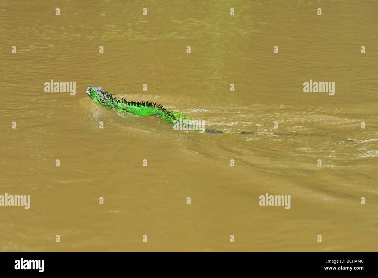 Swimming Green Iguana Iguana iguana rhinolopha National Park Cano Negro ...