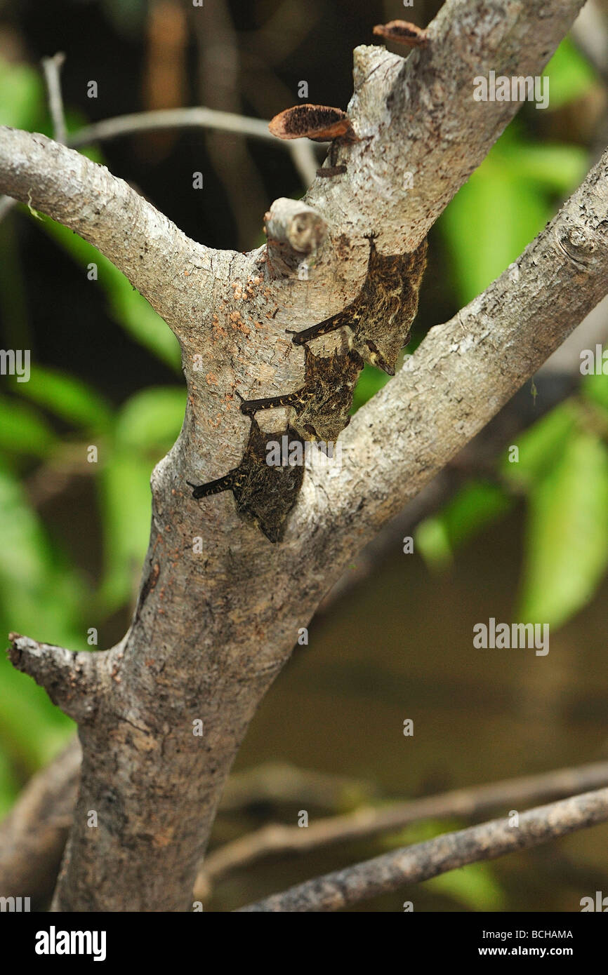 Proboscis Bats on Tree Rhynchonycteris naso National Park Cano Negro ...