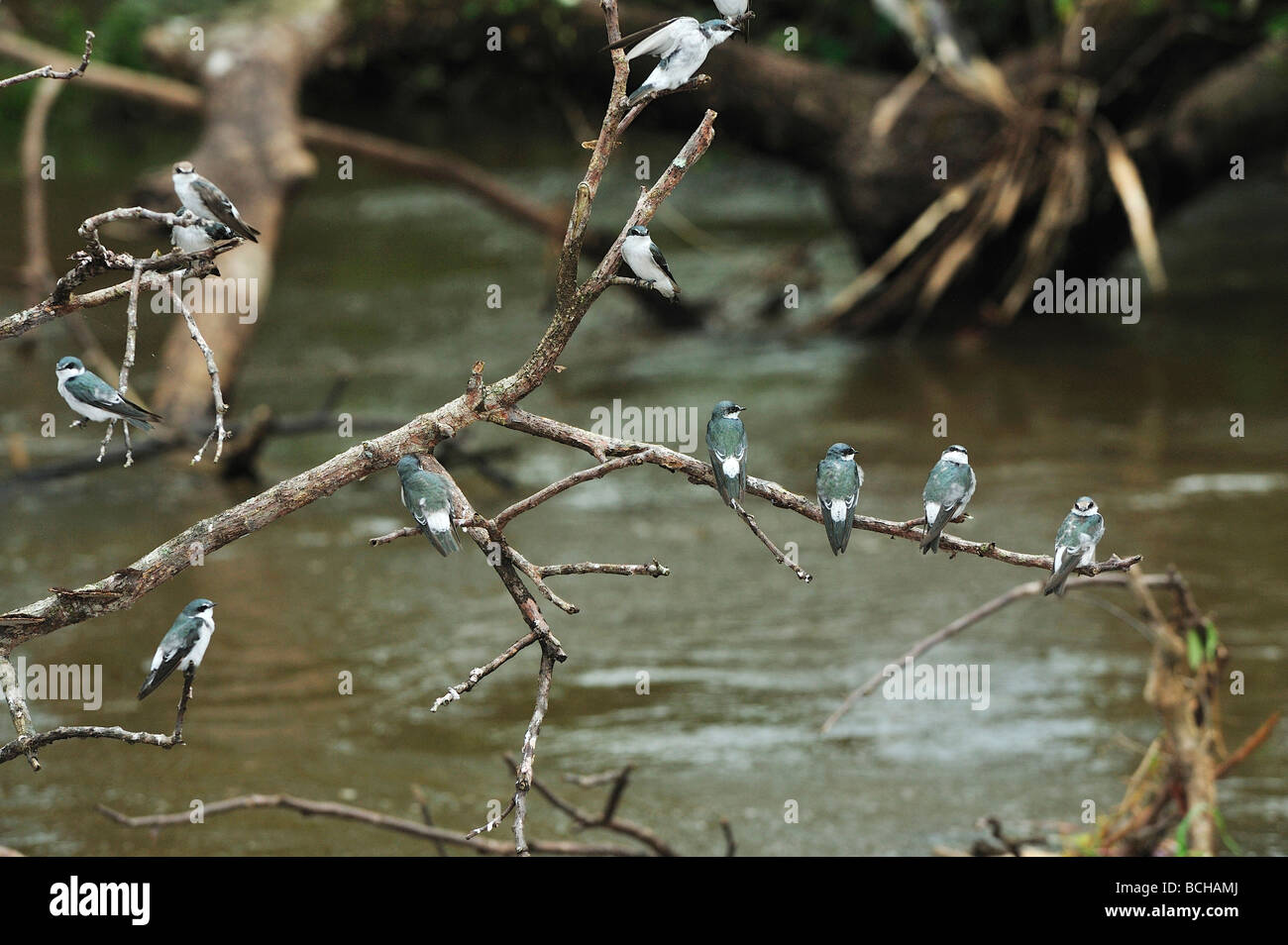 Group of Mangrove Swallows Tachycineta albilinea National Park Cano ...