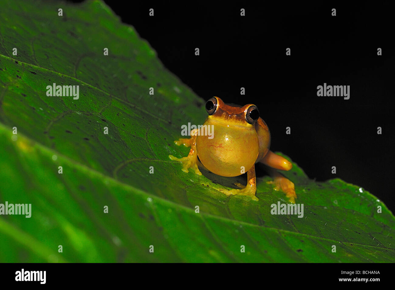 Hourglass Tree Frog Hyla ebraccata Corcovado Nationalpark Costa Rica ...